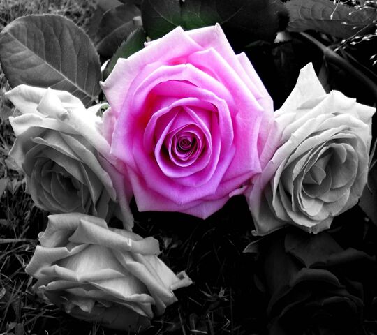Beautiful Pink Rose Wallpaper - Download To Your Mobile From Phoneky