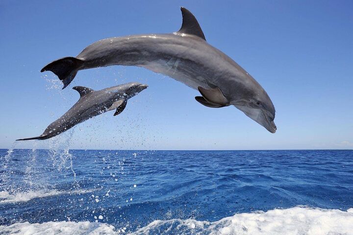 Dolphins Jump Wallpaper Download To Your Mobile From Phoneky